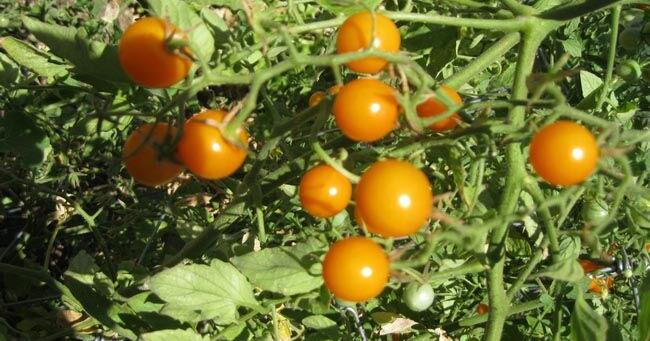 Ask a Master Gardener: Getting the lingo right with plants | Features ...