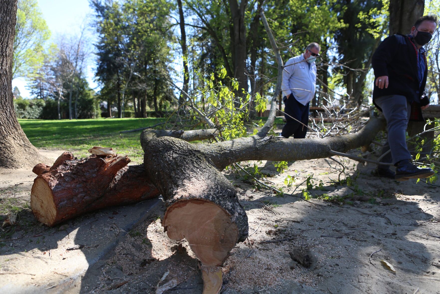 ‘They missed a lot’: Tree expert faults inventory preceding Slide Hill ...