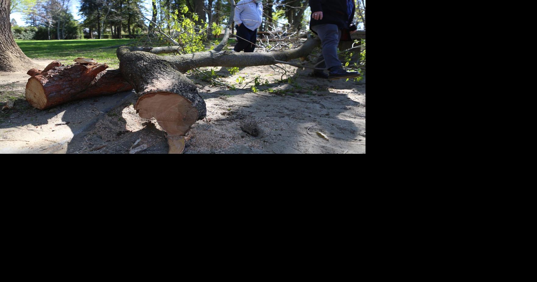 Tree-death trial looks at upkeep | News | davisenterprise.com