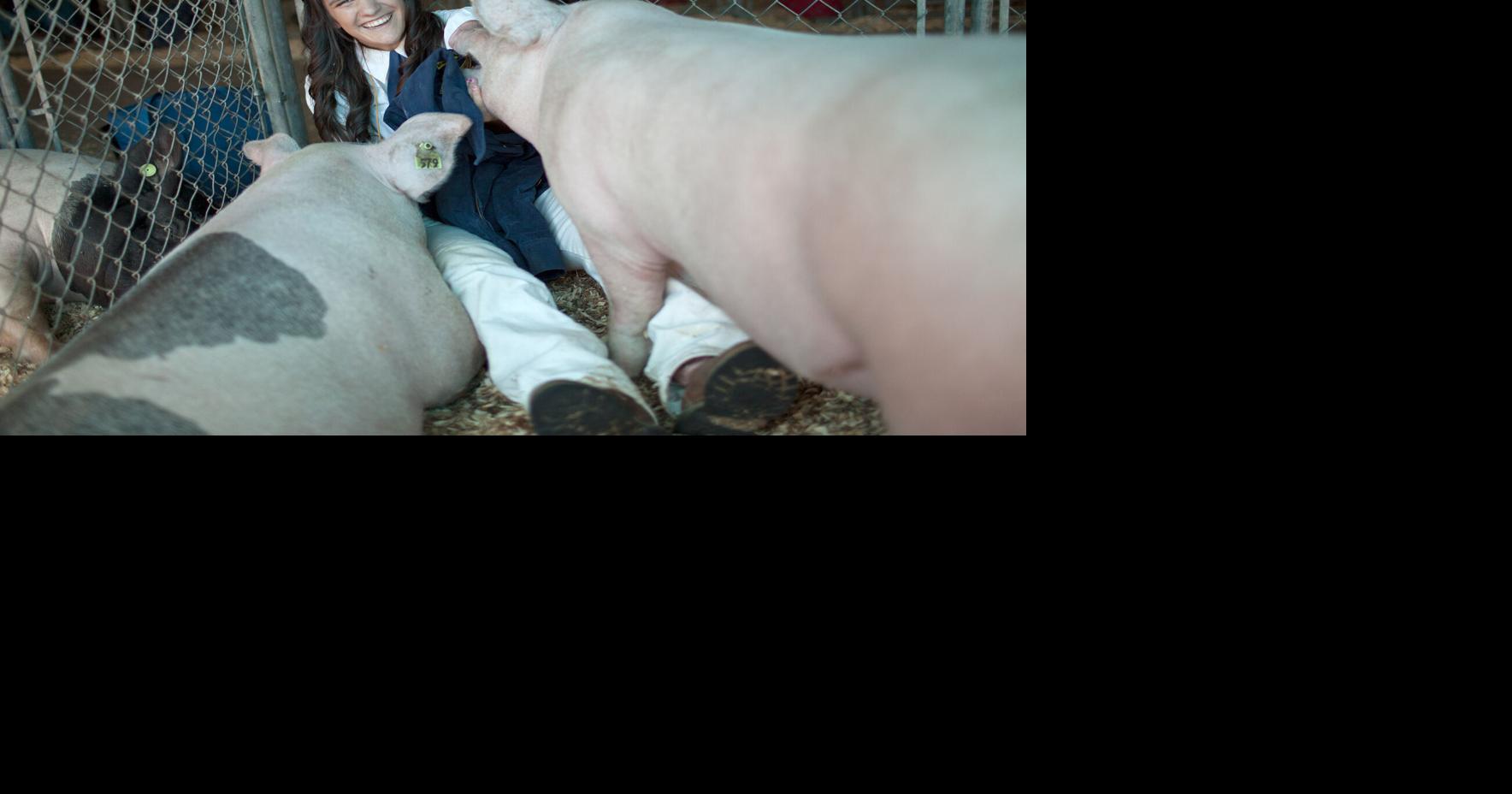 FFA pigs photos | Do-not-import | davisenterprise.com