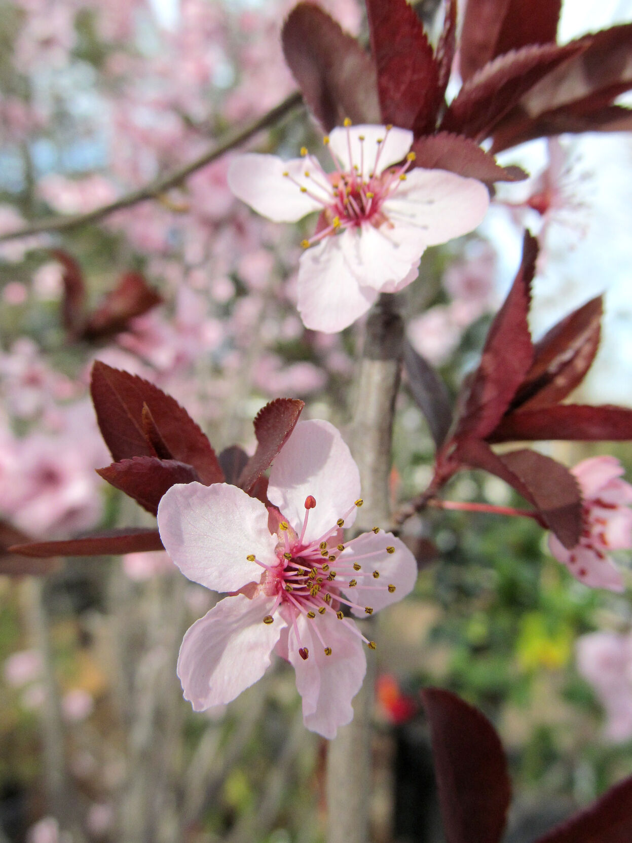 Don Shor flowering tree photos | Do-not-import | davisenterprise.com