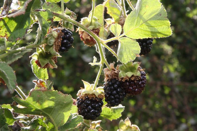 Collins farm | Do-not-import | davisenterprise.com