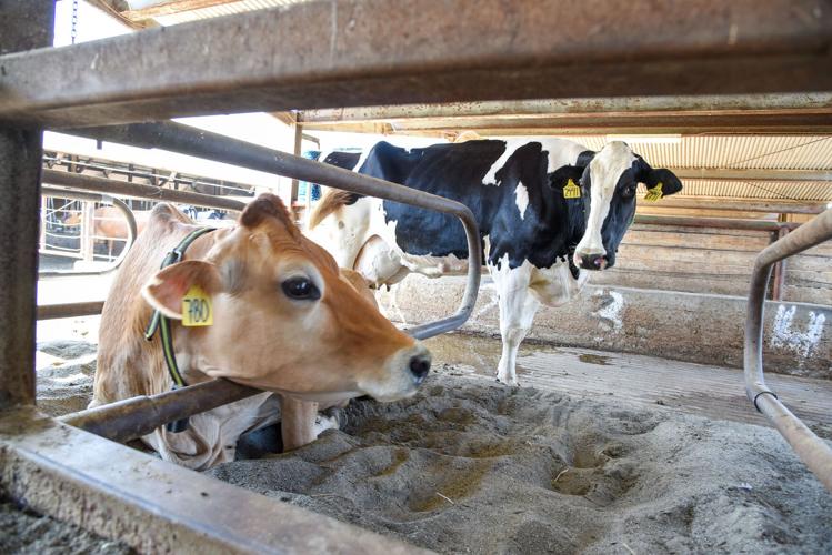 UCD’s cool cows could transform California’s dairy industry ...