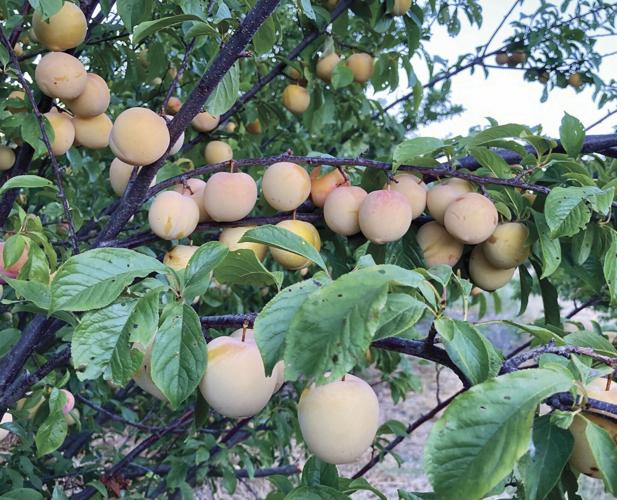 Plant a bit of history! | Features | davisenterprise.com