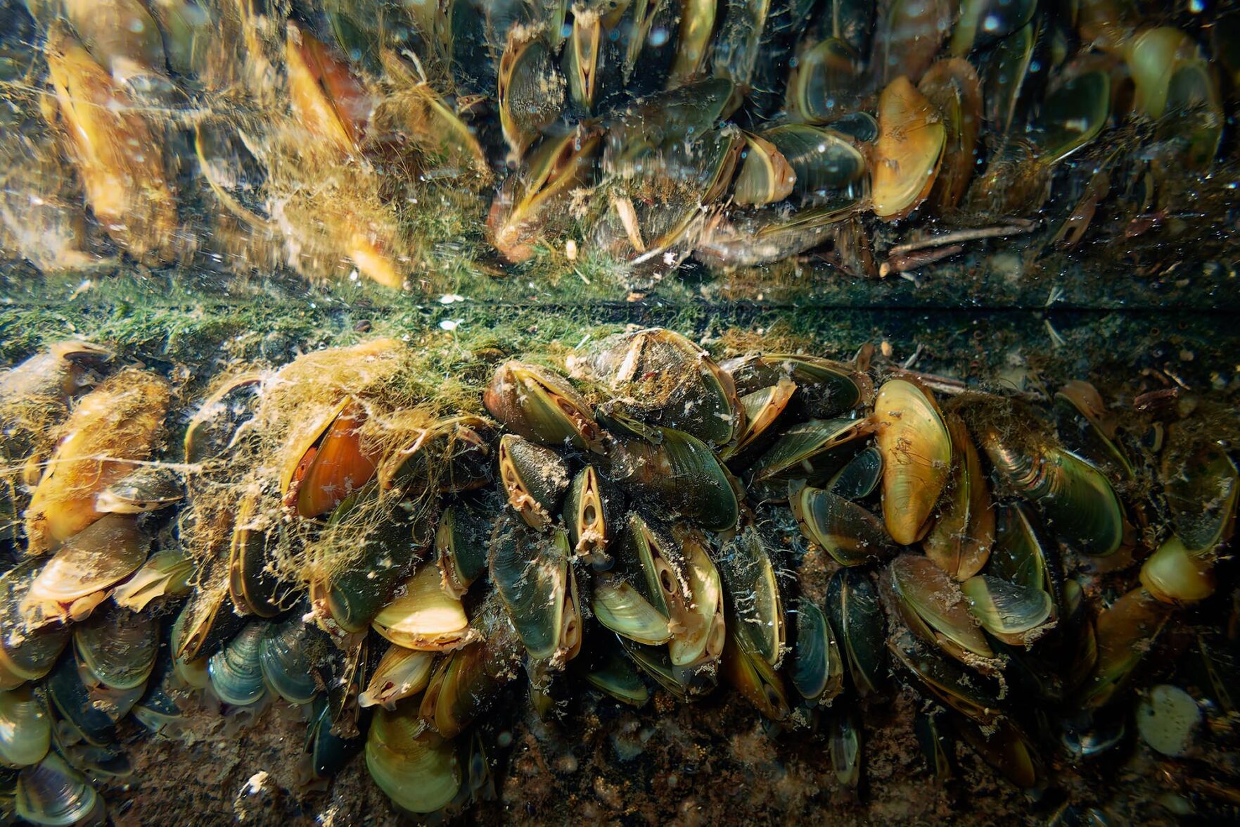 ‘Emerging threat’: An invasive species is upending life in the Delta ...