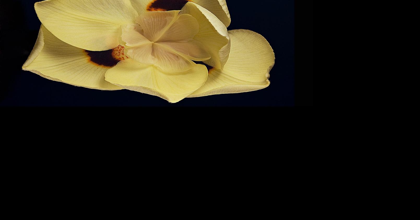Learn tips for high-magnification photos | News | davisenterprise.com