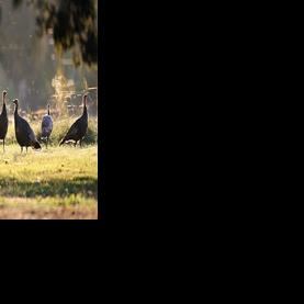 Wild turkeys still flocking to East Davis | Agriculture + Environment ...