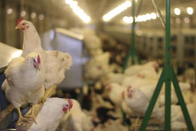 Can we better prepare hens for cage-free living? | UC Davis ...
