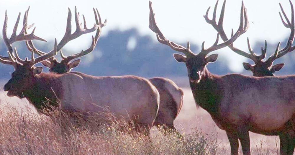 Explorit: Getting to the point on horns and antlers | Features ...