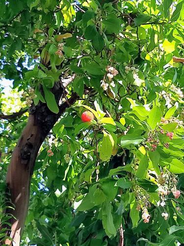 Great Davis Tree Search: Welcome surprises | Features | davisenterprise.com