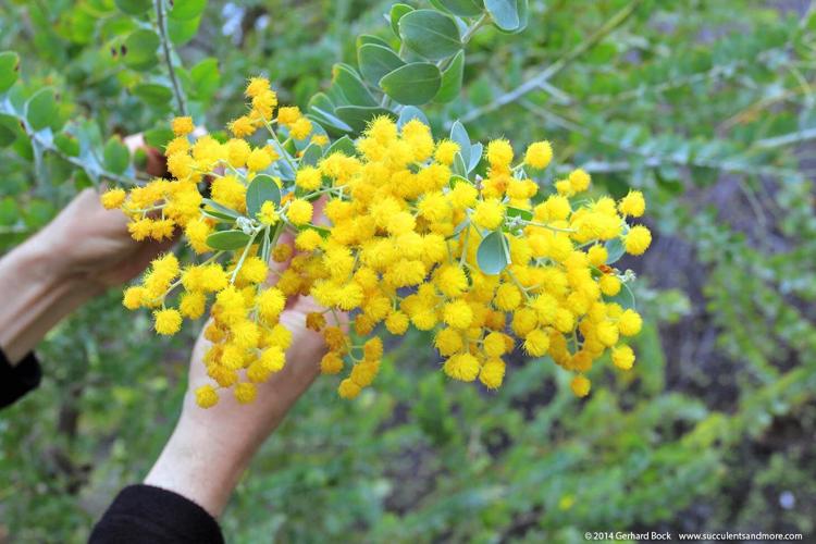 Tour ‘amazing’ acacias at Arboretum | Community News | davisenterprise.com