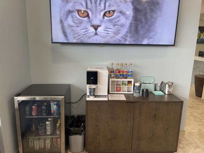 Cat Tales brings feline-only vet care, first cat café to Davis ...