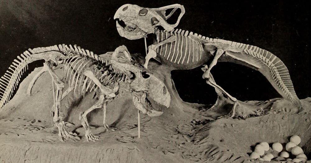 protoceratops and velociraptor fighting fossil
