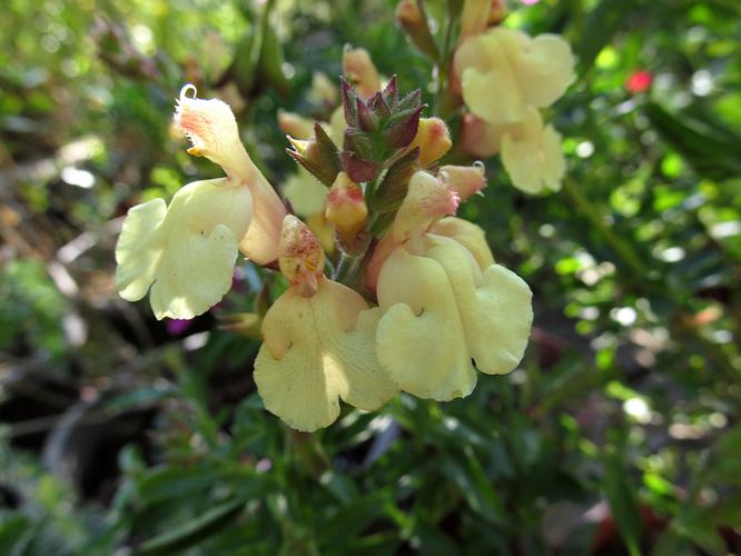 11.01 Don Shor photos | Do-not-import | davisenterprise.com