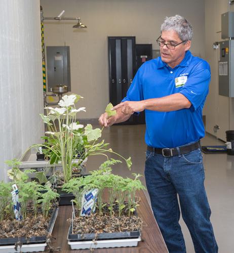 Syngenta celebrates expansion for seed R and D | Agriculture ...