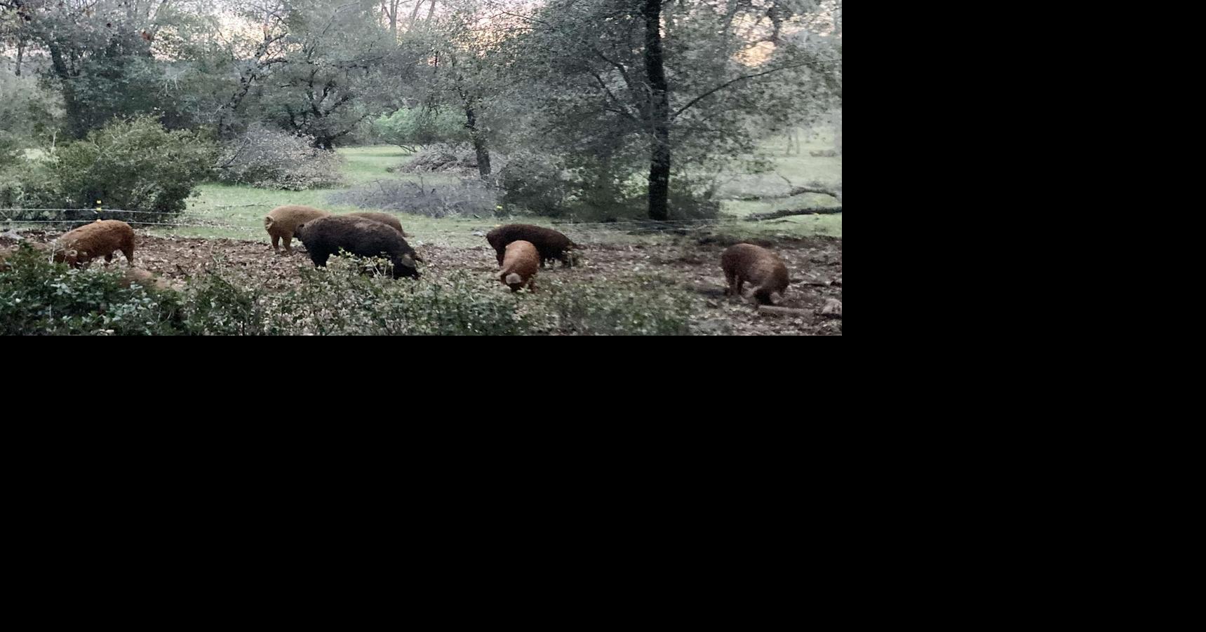 Field to Fork: Heritage pigs feed outdoors at local farm | Features ...