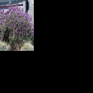 lavender photos | Do-not-import | davisenterprise.com