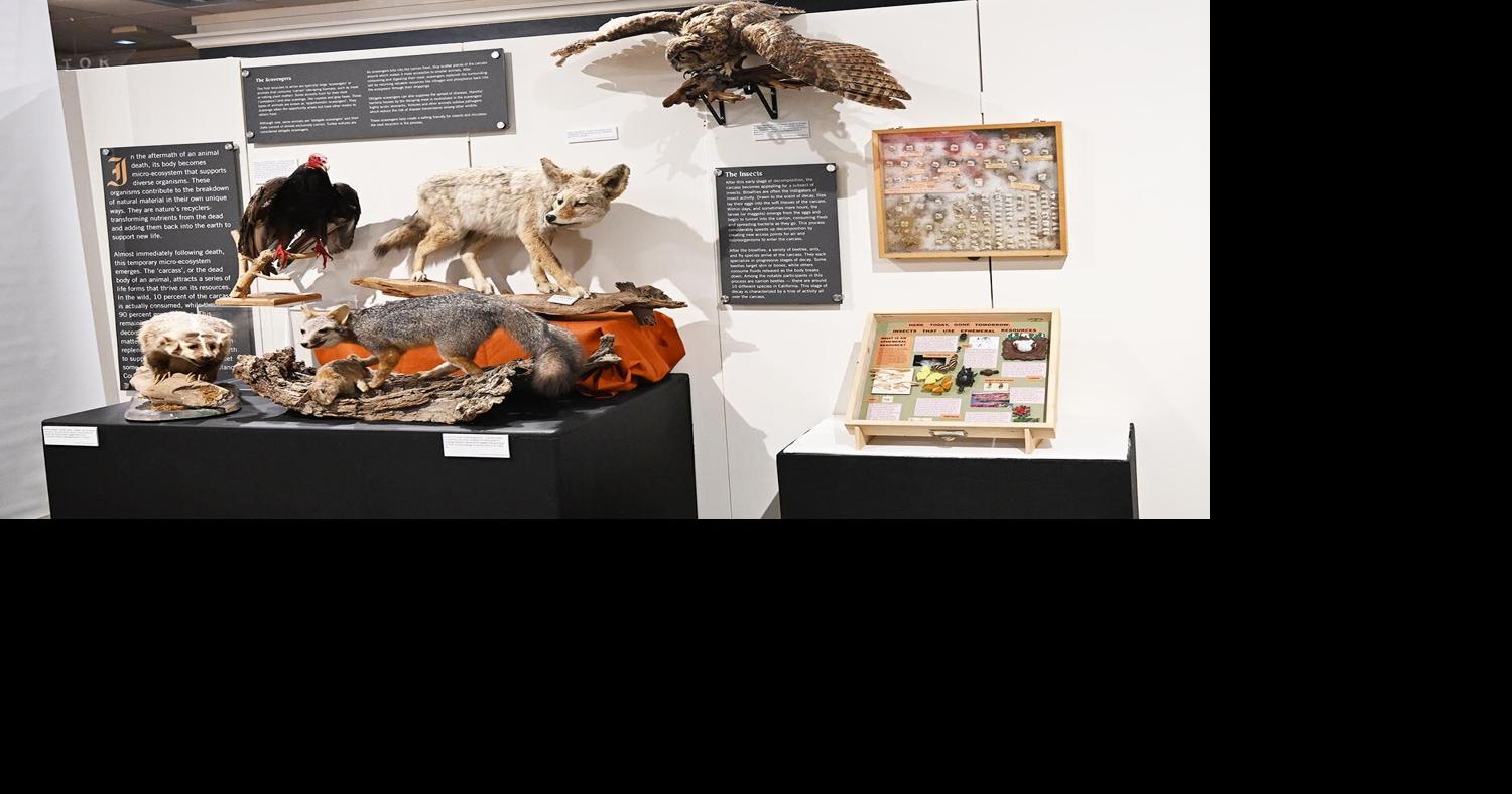 Bohart specimens part of Vacaville exhibit | Arts & Entertainment ...