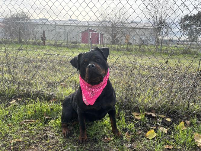 Rottweilers abandoned in Oregon moving truck saved by Woodland rescue ...