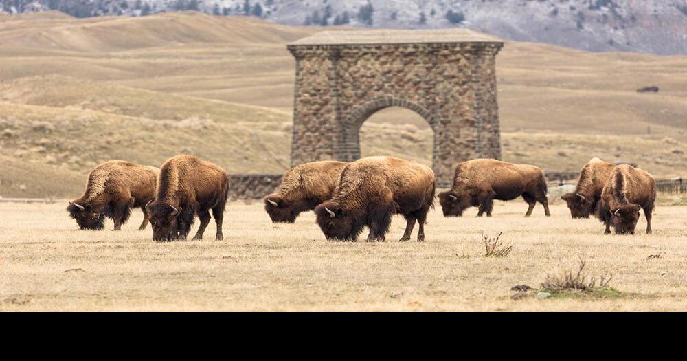 Explorit: Where big, beautiful bison roam | Features | davisenterprise.com