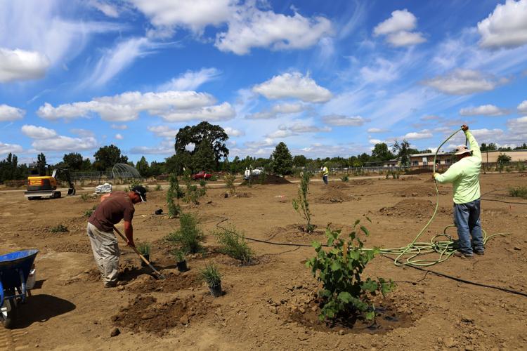 Mace Ranch Park photos | Do-not-import | davisenterprise.com