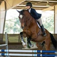 Local roundup: Aggie equestrian honored | Aggies | davisenterprise.com