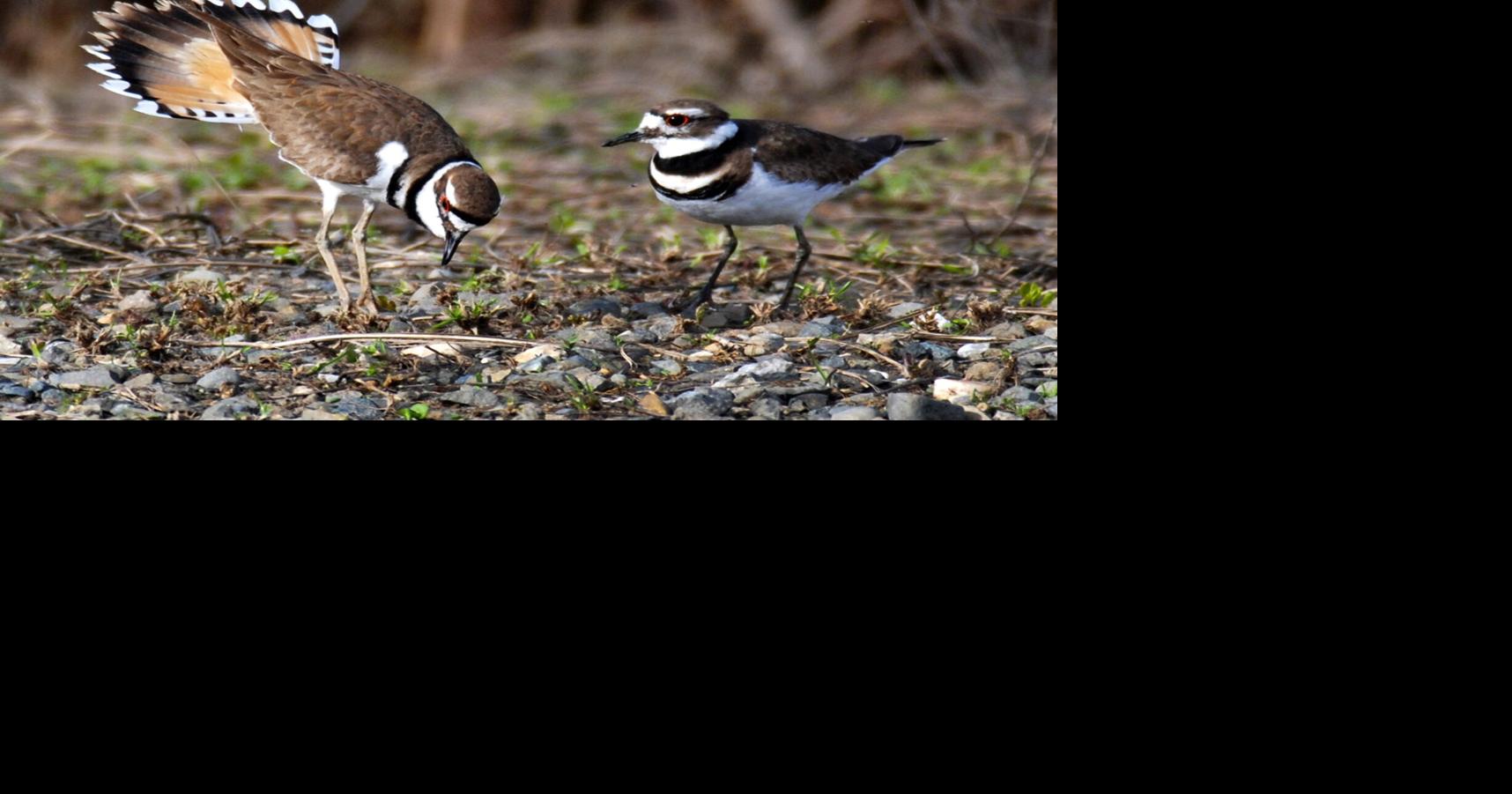 See killdeer nests on Wildlife Area tour | News | davisenterprise.com