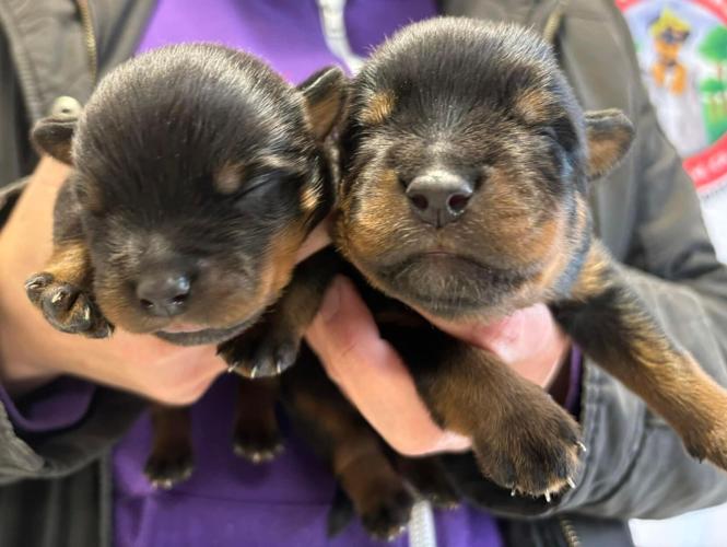 Rottweilers abandoned in Oregon moving truck saved by Woodland rescue ...