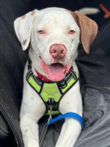 Pets of the week | Features | davisenterprise.com