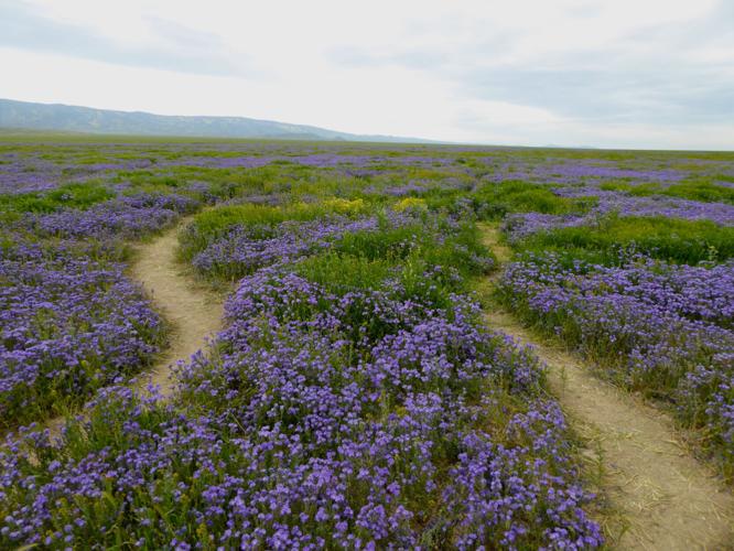 Tuleyome Tales: California plant life is different from the rest of ...