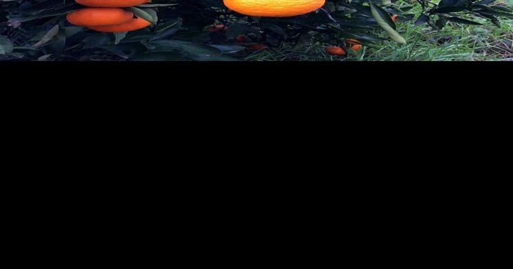 Don Shor: Has this been a fruitless season? | Gardening ...