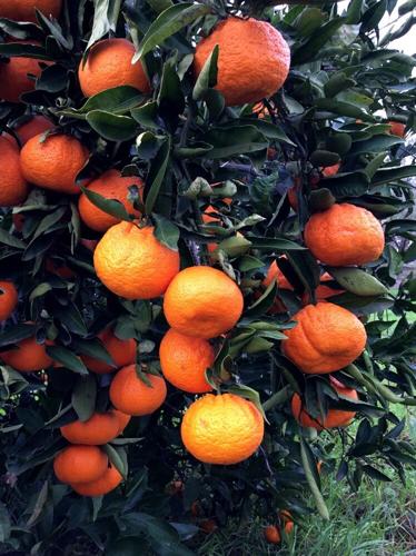 Don Shor: Has this been a fruitless season? | Gardening ...