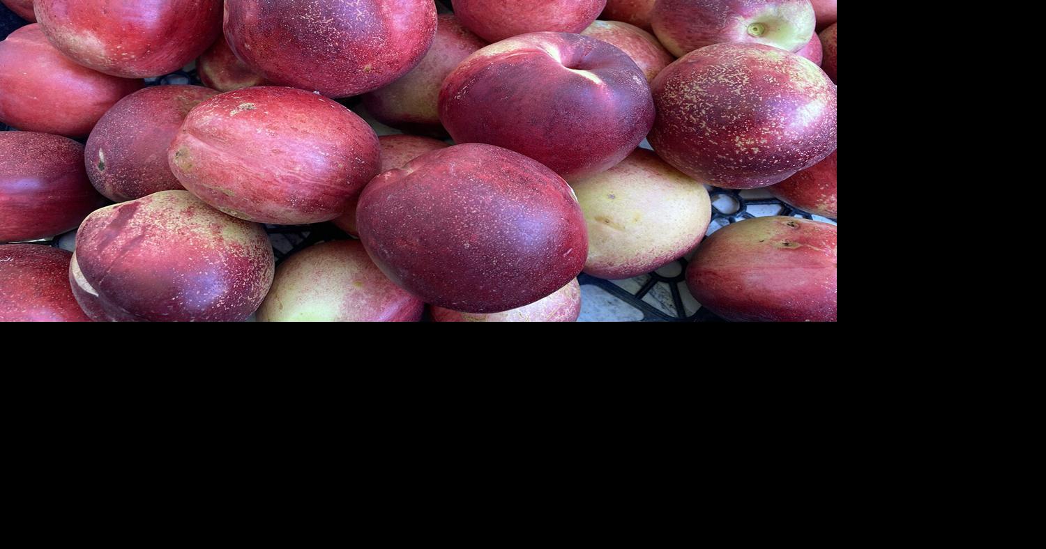 Don Shor: Getting started with fruit trees | Features | davisenterprise.com