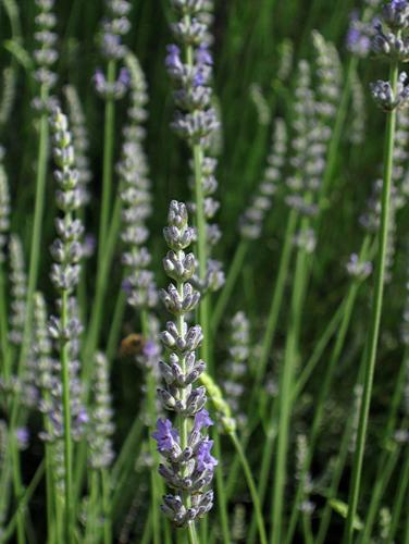 lavender photos | Do-not-import | davisenterprise.com