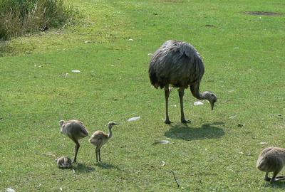 Explorit: Big-bird dads are the rhea deal | Features | davisenterprise.com