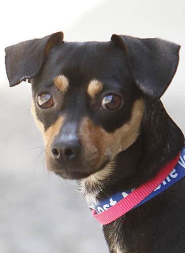 Pets of the week | News | davisenterprise.com