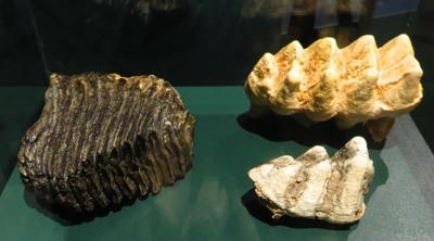 Explorit: Mammoths and mastodons — similarities and differences ...