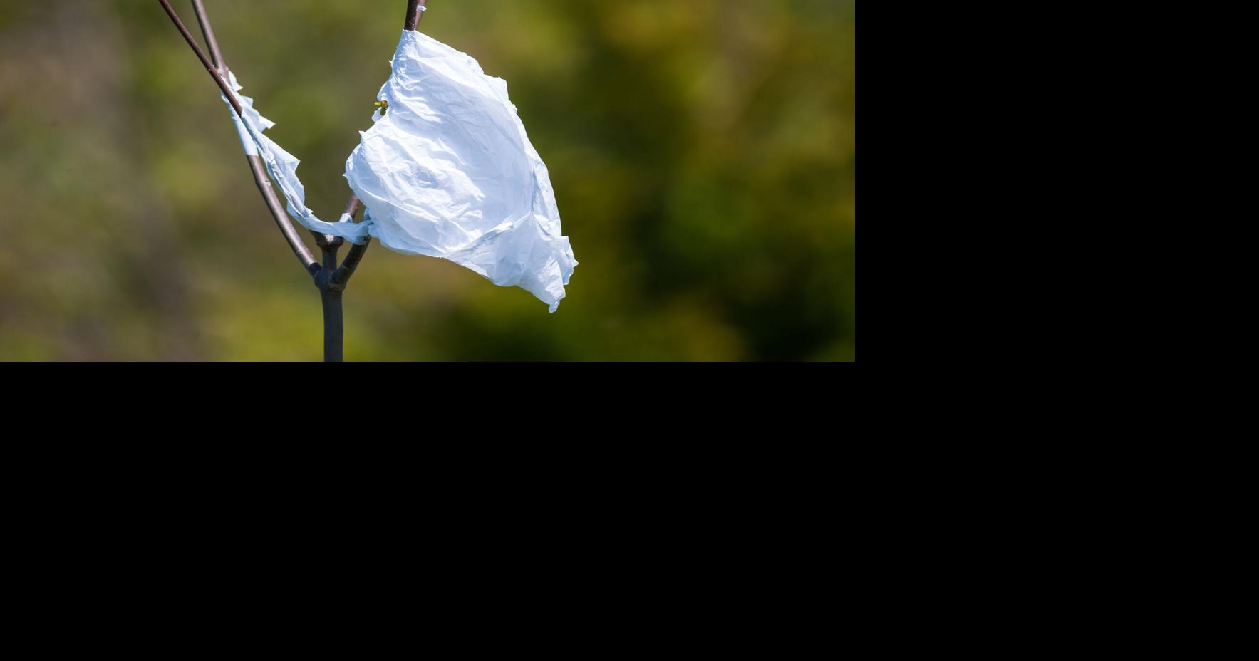 Plastic bag on tree photo | Do-not-import | davisenterprise.com