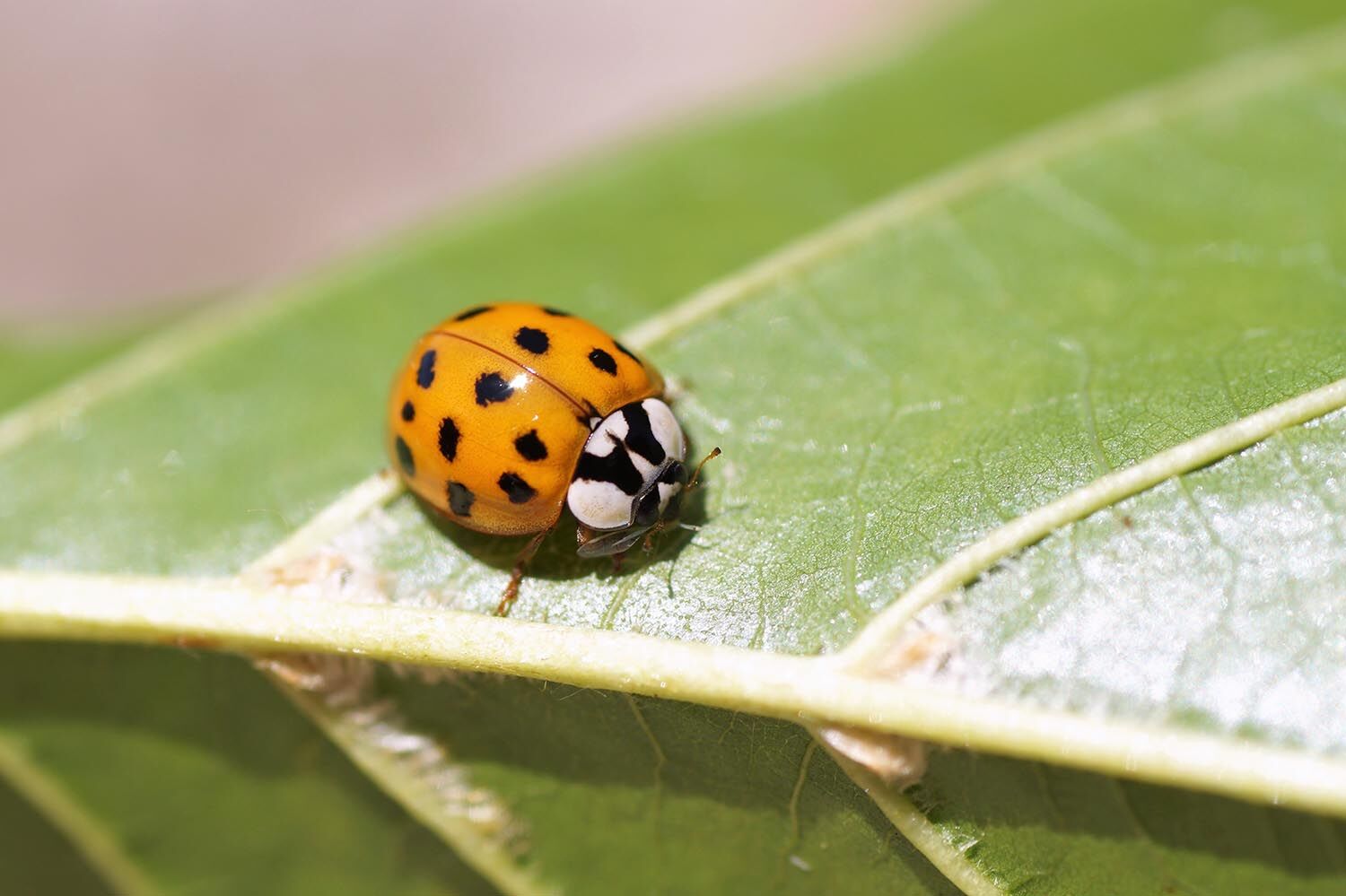 Ask a Master Gardener: Details on integrated pest management | Features ...