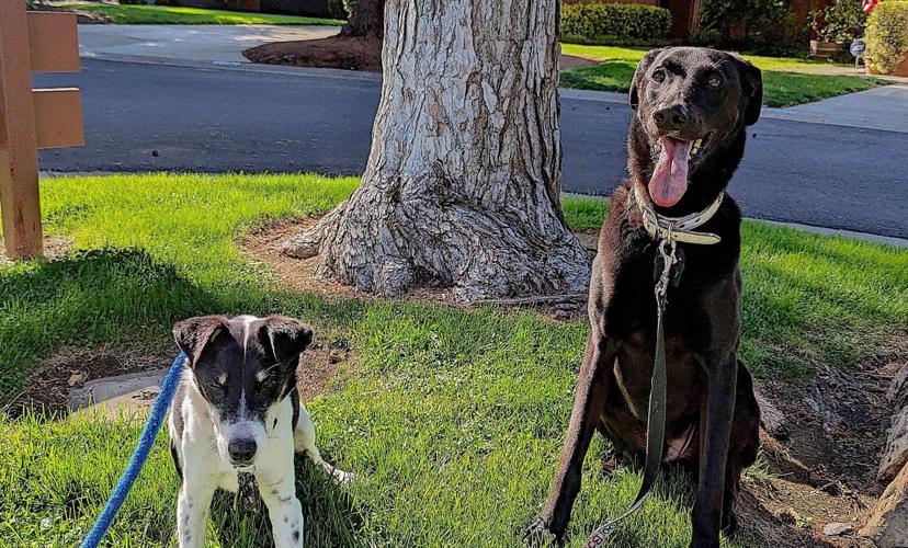 Paws for Thought: What secrets are in your dog’s DNA? | Pets ...