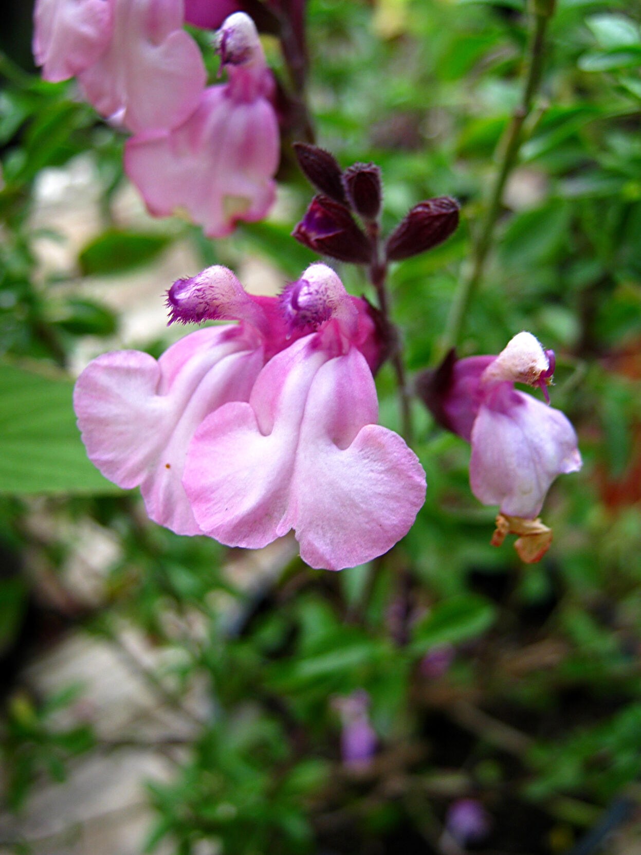 11.01 Don Shor photos | Do-not-import | davisenterprise.com