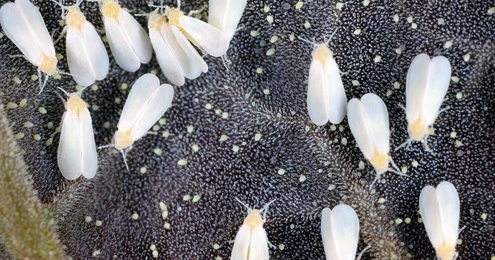 Ask a Master Gardener: What’s with the little white bugs? | Features ...