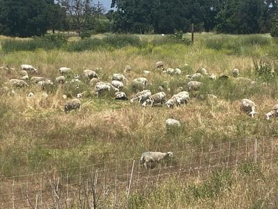 Sheep trim greenery at nature preserve | Agriculture + Environment ...