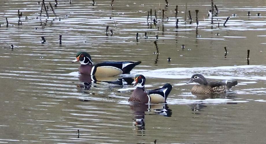 At the Pond: Preserve your health in nature | Features ...