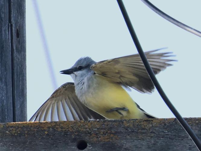 At the Pond: May drama at the North Davis ponds | Features ...
