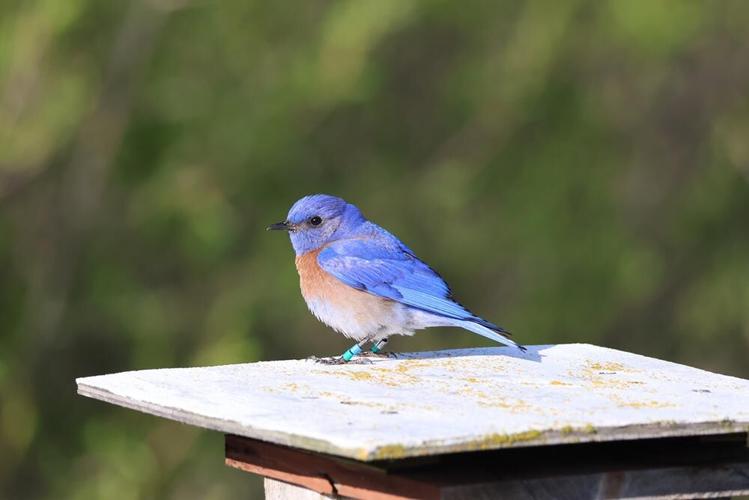 At the Pond: May drama at the North Davis ponds | Features ...