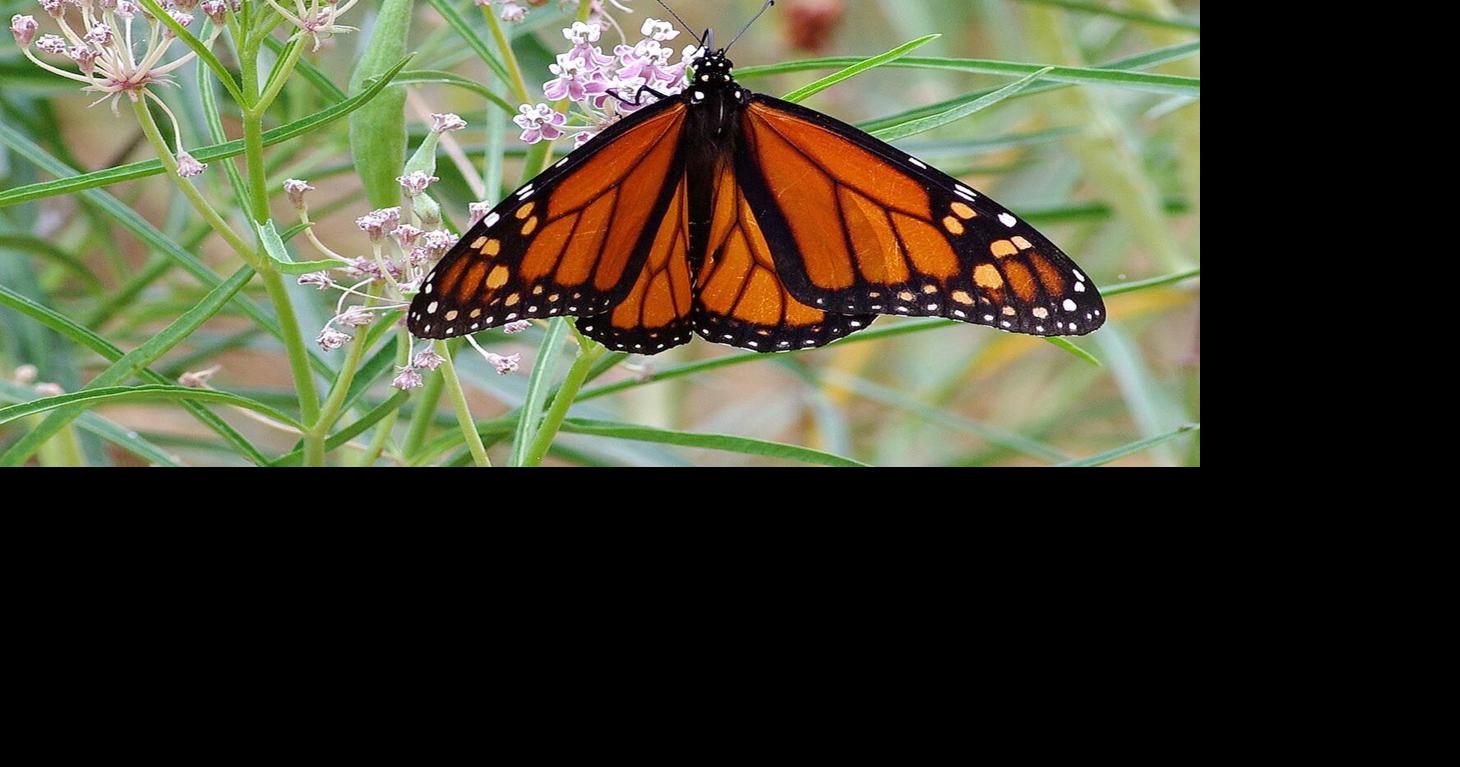 UCD: City-dwelling monarch butterflies stay put | Agriculture ...