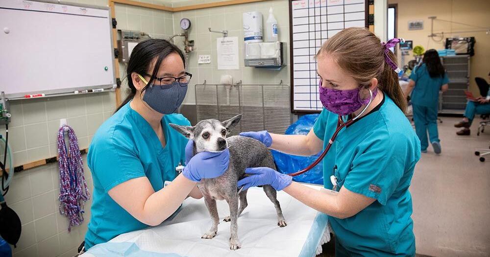 Rankings recognize UCD for vet-med, ag, forestry | News ...