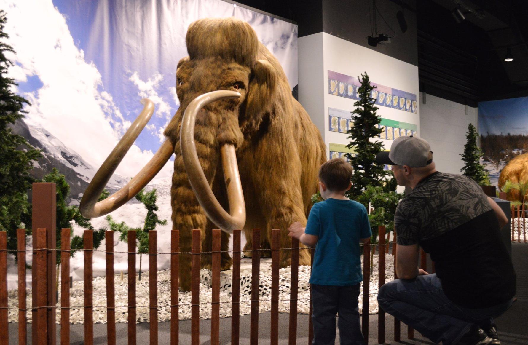 Mammal, Ice Age exhibit at Boonshoft Museum of Discovery, Dayton, OH ...