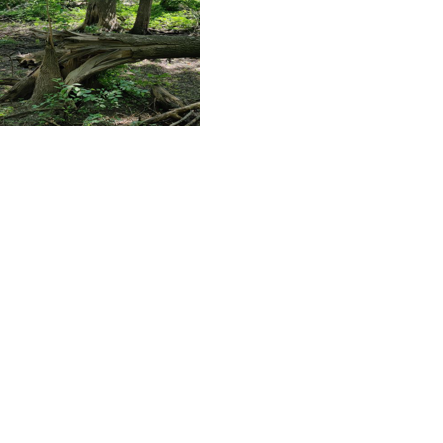 VOICES: Downed trees from tornadoes continue to give new life | Opinion ...